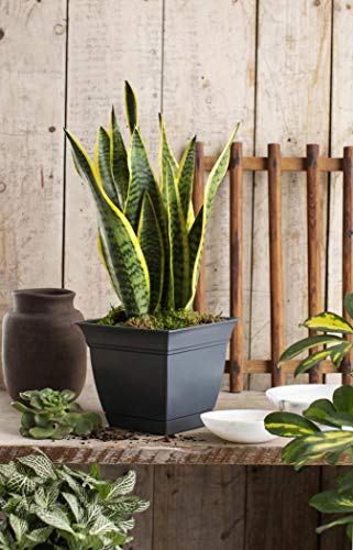 The HC Companies 8 Inch Eclipse Square Planter with Saucer - Indoor Outdoor Plant Pot for Flowers, Vegetables, and Herbs, Slate Blue