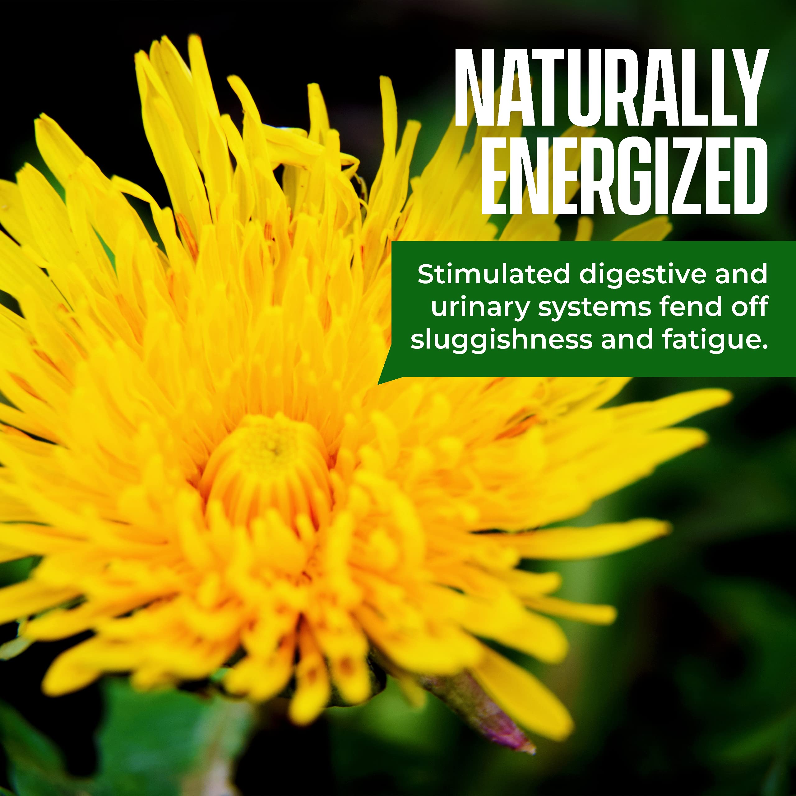 Dandelion Root Tea Detox Tea - Raw Organic Vitamin Rich Digestive - Helps Improve Digestion and Immune System - Anti-inflammatory and Antioxidant (Dandelion Root, (Pack of 1))