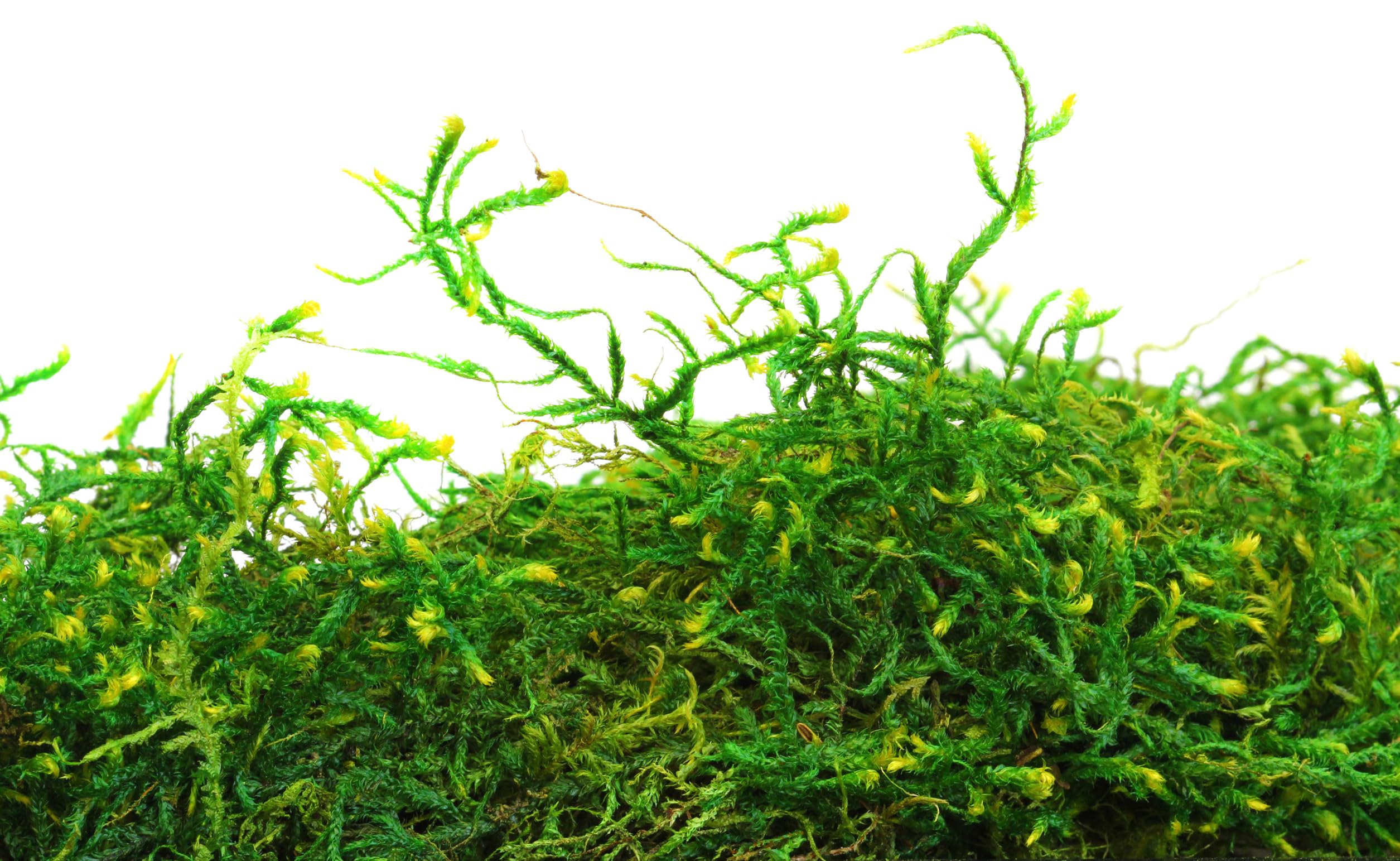SuperMoss (25322) Forest Moss Preserved, Fresh Green, 8oz