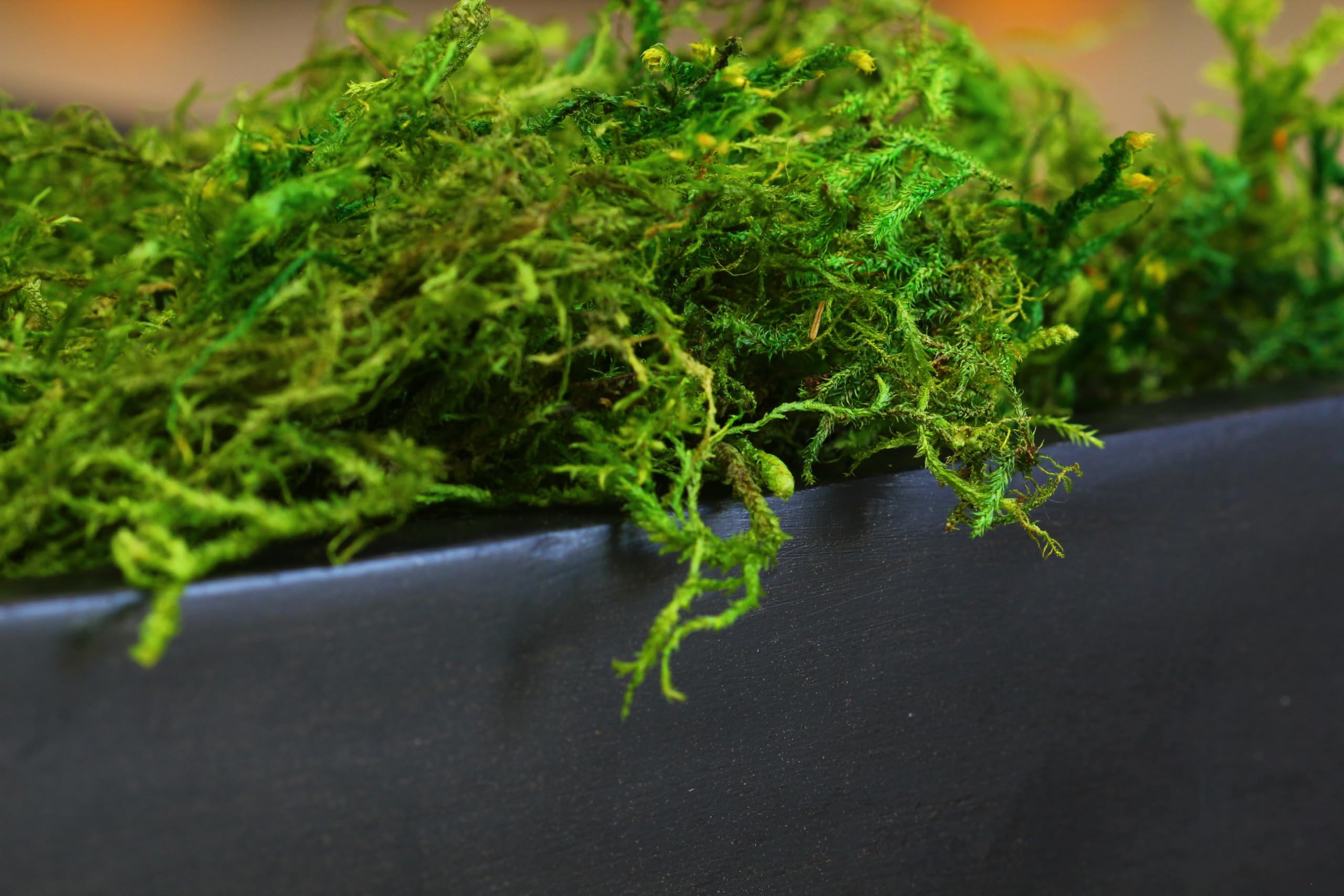 SuperMoss (25322) Forest Moss Preserved, Fresh Green, 8oz