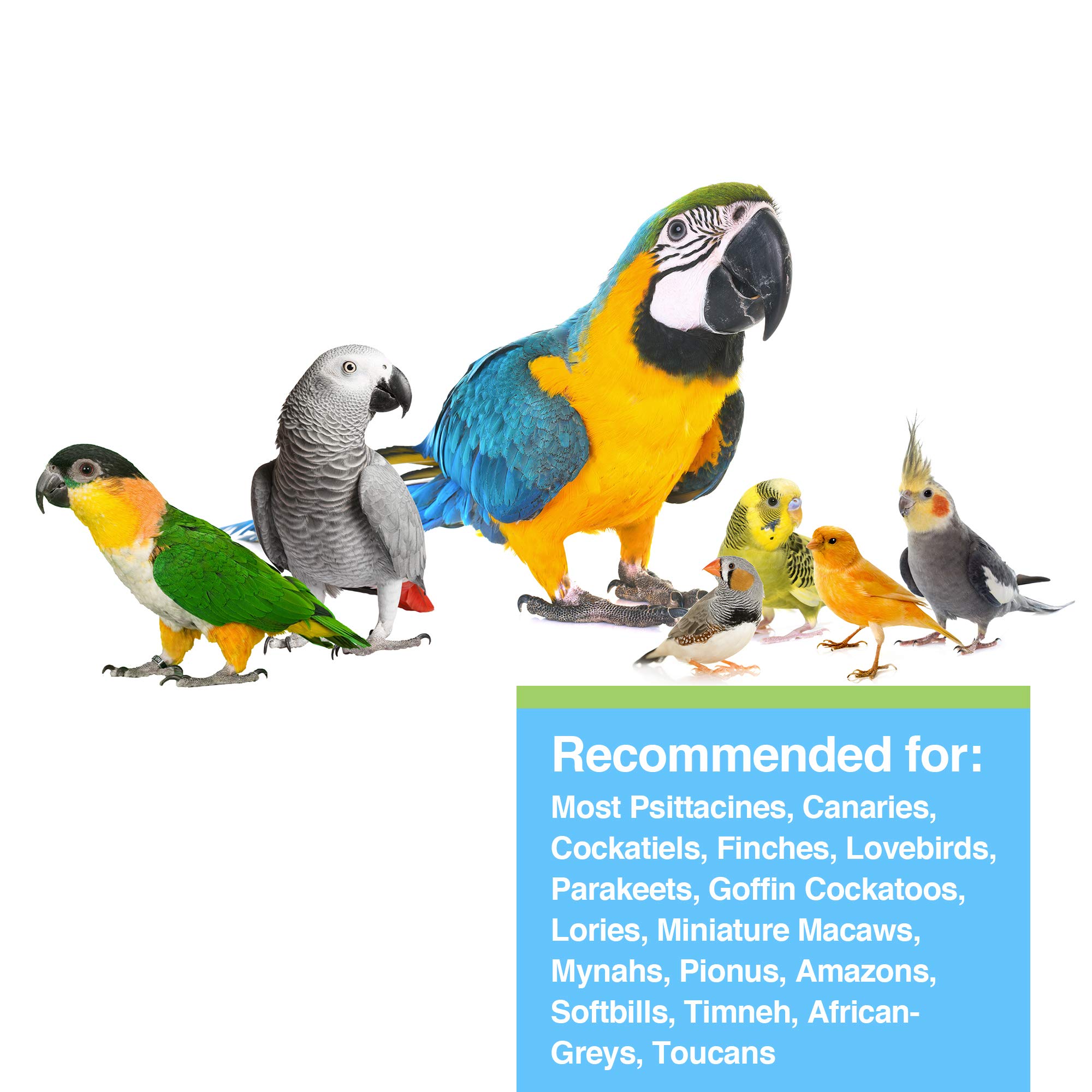 HARI Prime Parrot Vitamin, Mineral and Amino Acid Supplement for Seed Eating Birds, 11.3oz