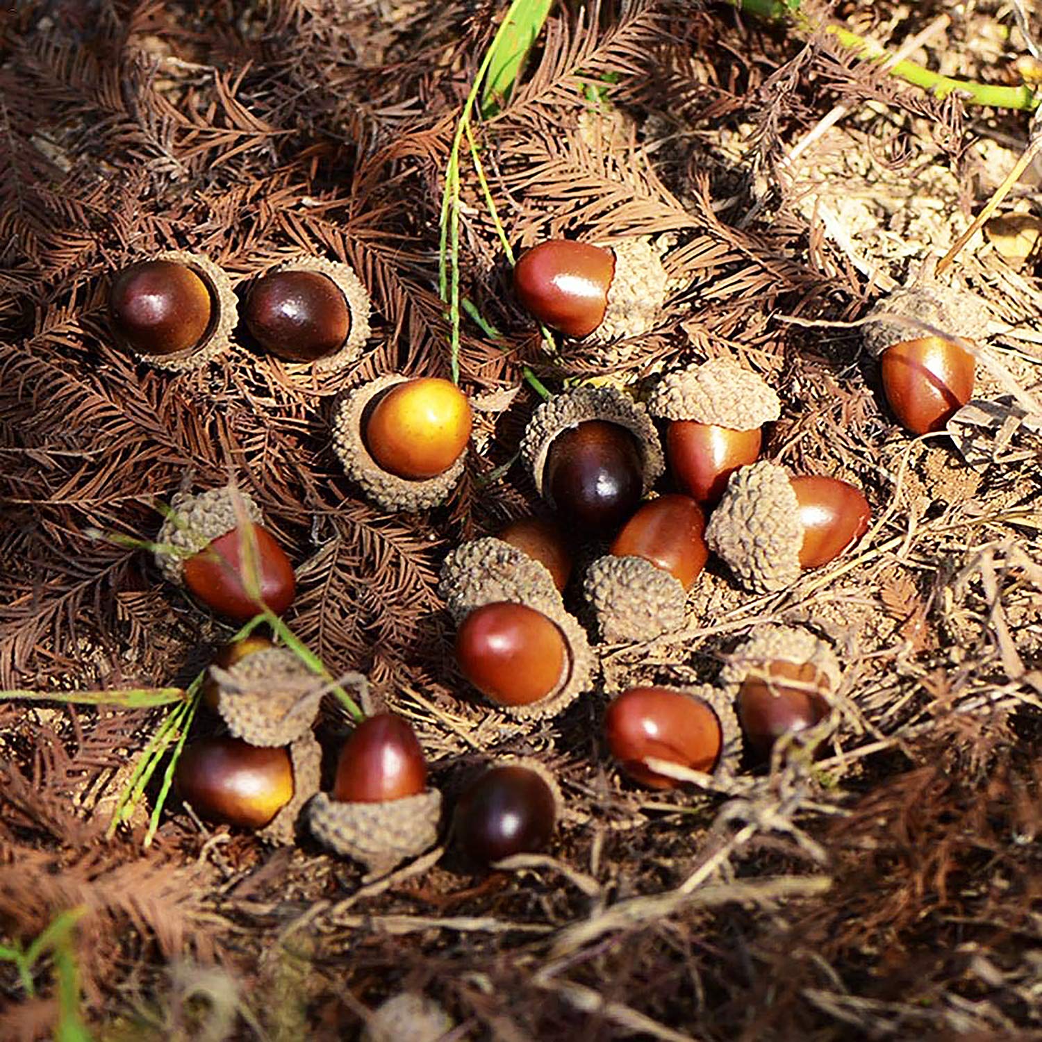 Udefineit 100PCS 3cm Artificial Mini Acorns, Fake Fruit Props Lifelike Oak Nut Plants Model Craft for Home Kitchen Table Decor, Thanksgiving Halloween Christmas Festival Decorative Ornaments (2 Pack)