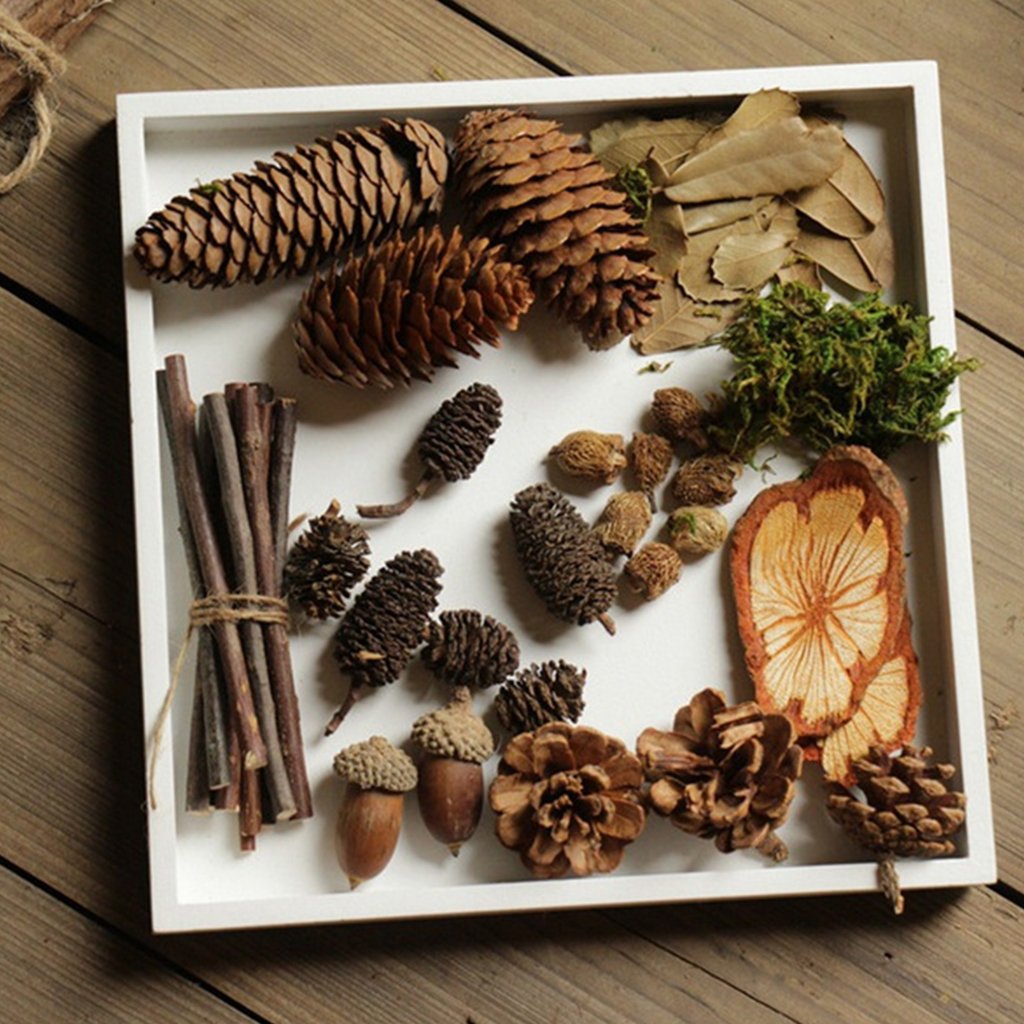 menolana 30 Pieces Acorns, Natural Dry Acorns,