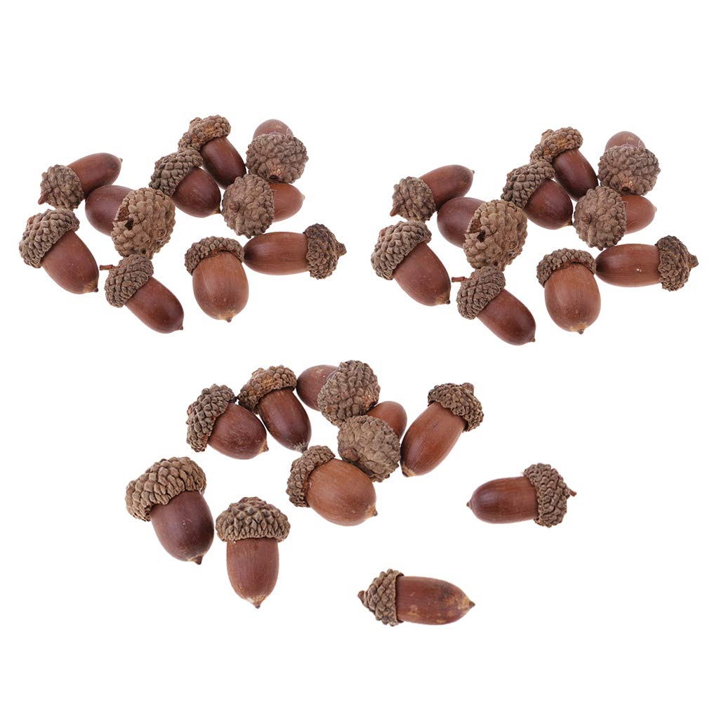 menolana 30 Pieces Acorns, Natural Dry Acorns,