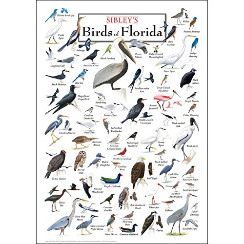 Earth Sky + Water - Sibley’s Birds of Florida - Poster