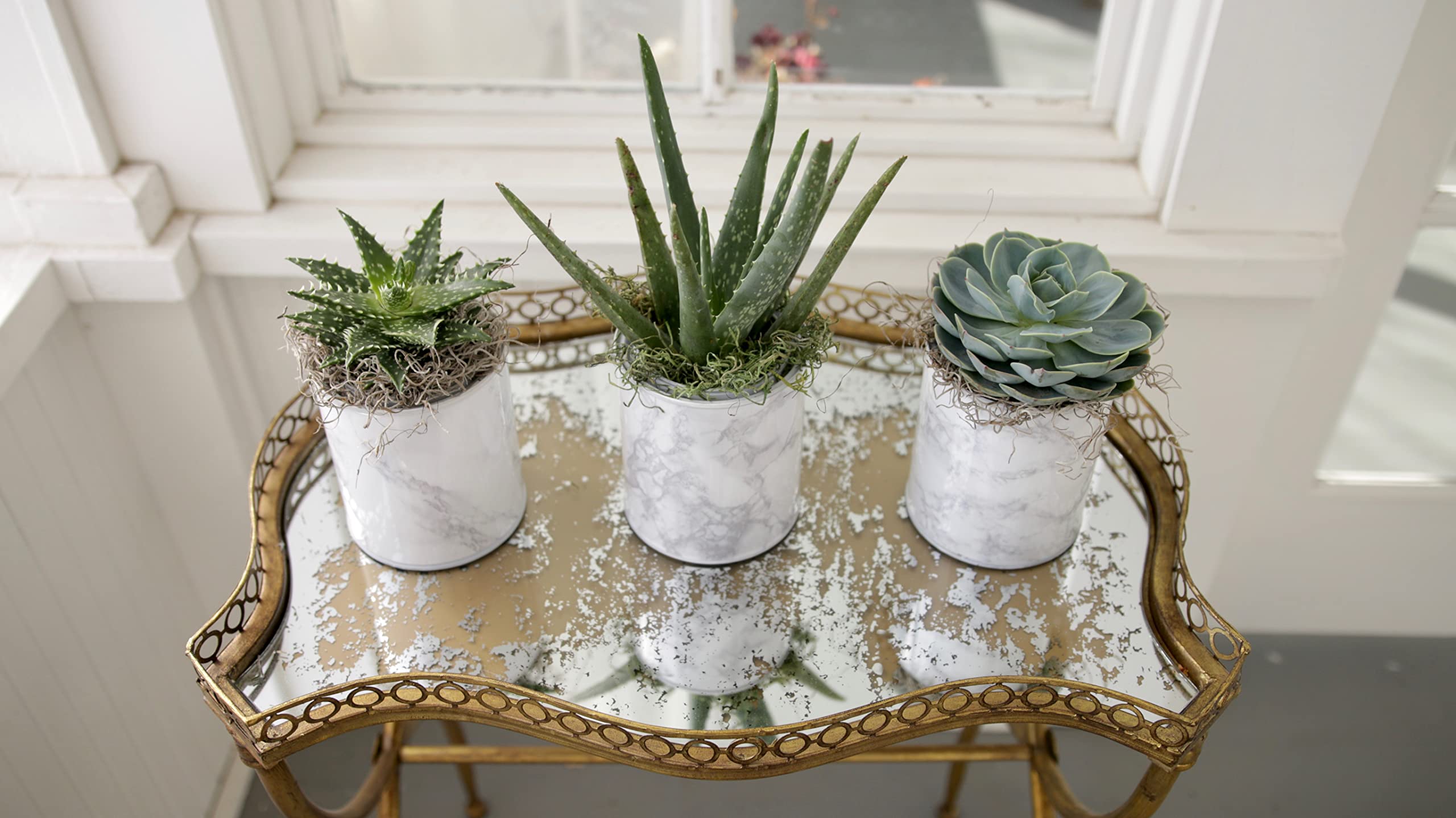 Espoma Organic Cactus Potting Soil Mix, Natural & Organic Soil for Cactus, Succulent, Palm, and Citrus grown in containers both indoors and outdoors, 4 qt, Pack of 1