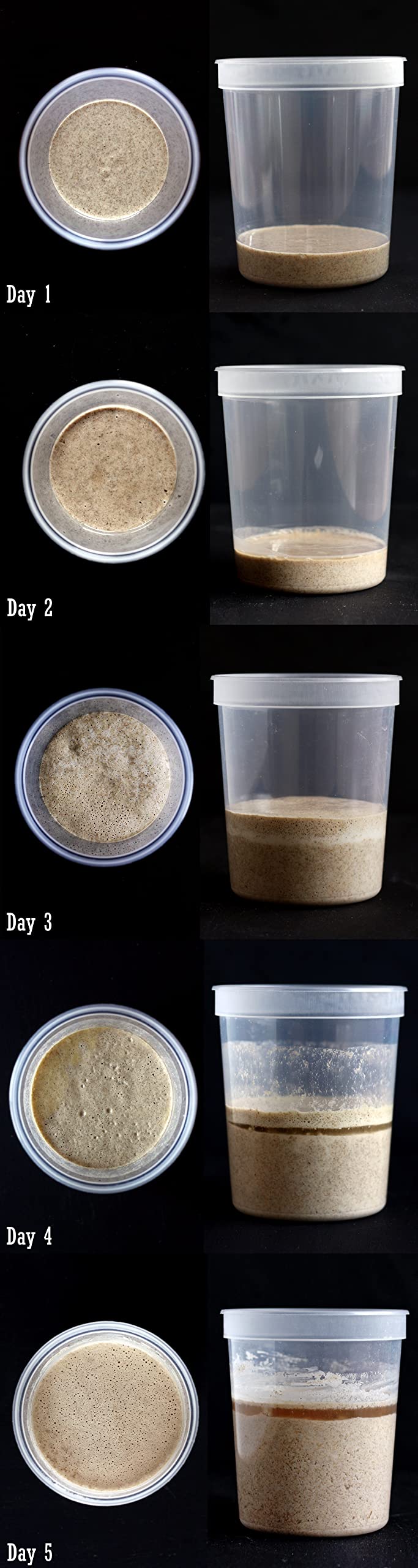 WWJD Worms 900 Year Old Organic Fresh Sourdough Starter Yeast Culture - Dutch/Wales Heritage Starter