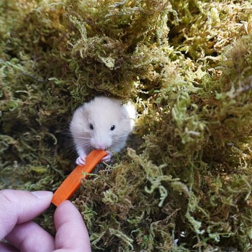 Begeterday 150g Pure Natural Forest Moss for Hamsters Bedding Nesting, Small Animal Habitat Decoration, Good for Hamster Cages Accessories