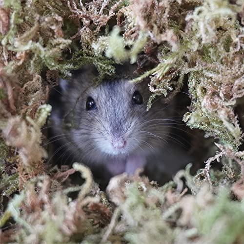 Begeterday 150g Pure Natural Forest Moss for Hamsters Bedding Nesting, Small Animal Habitat Decoration, Good for Hamster Cages Accessories