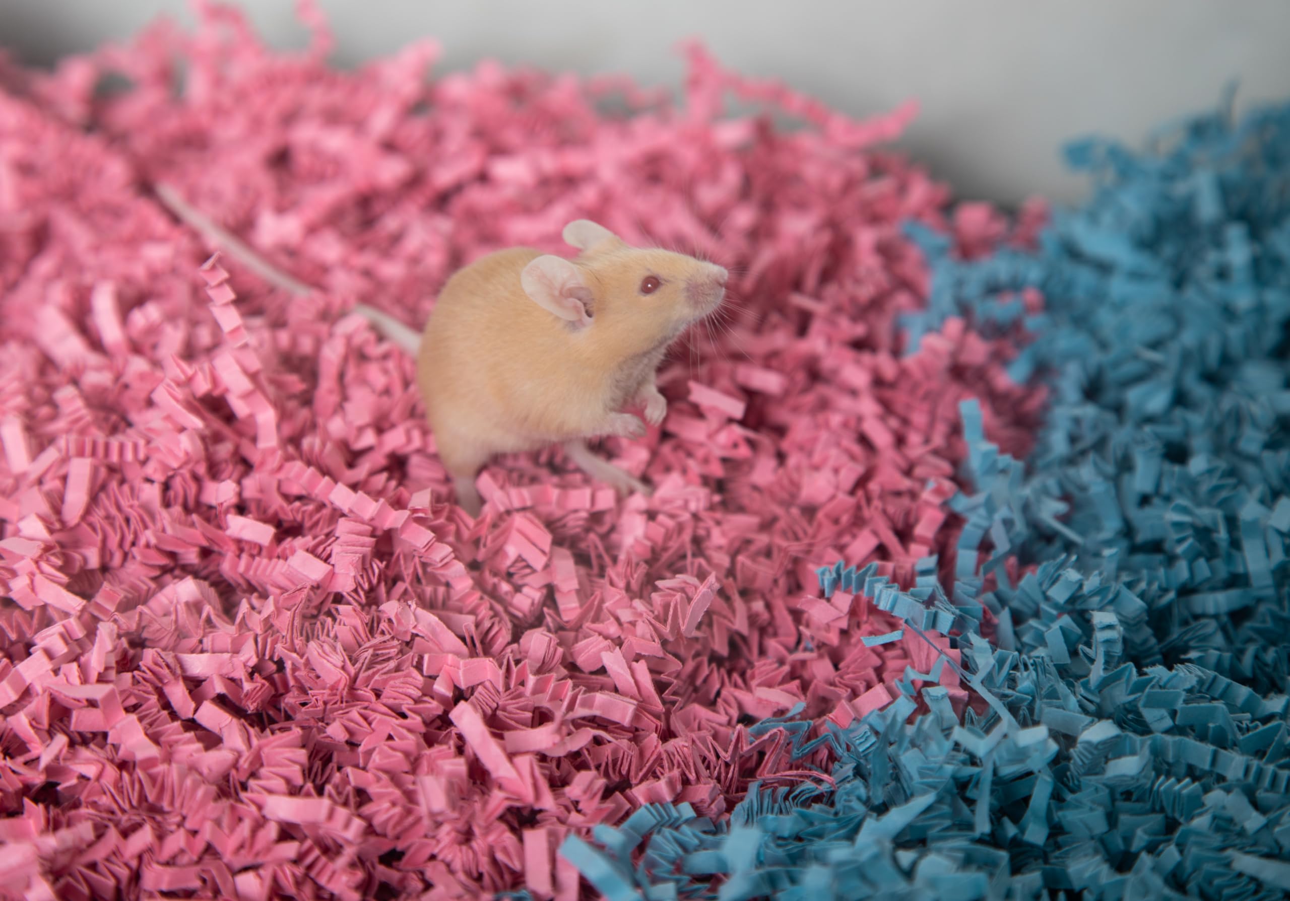 ECO BEDDING 99% Dust Free Paper Bedding for Small Pets and Birds, Pink, 30 L