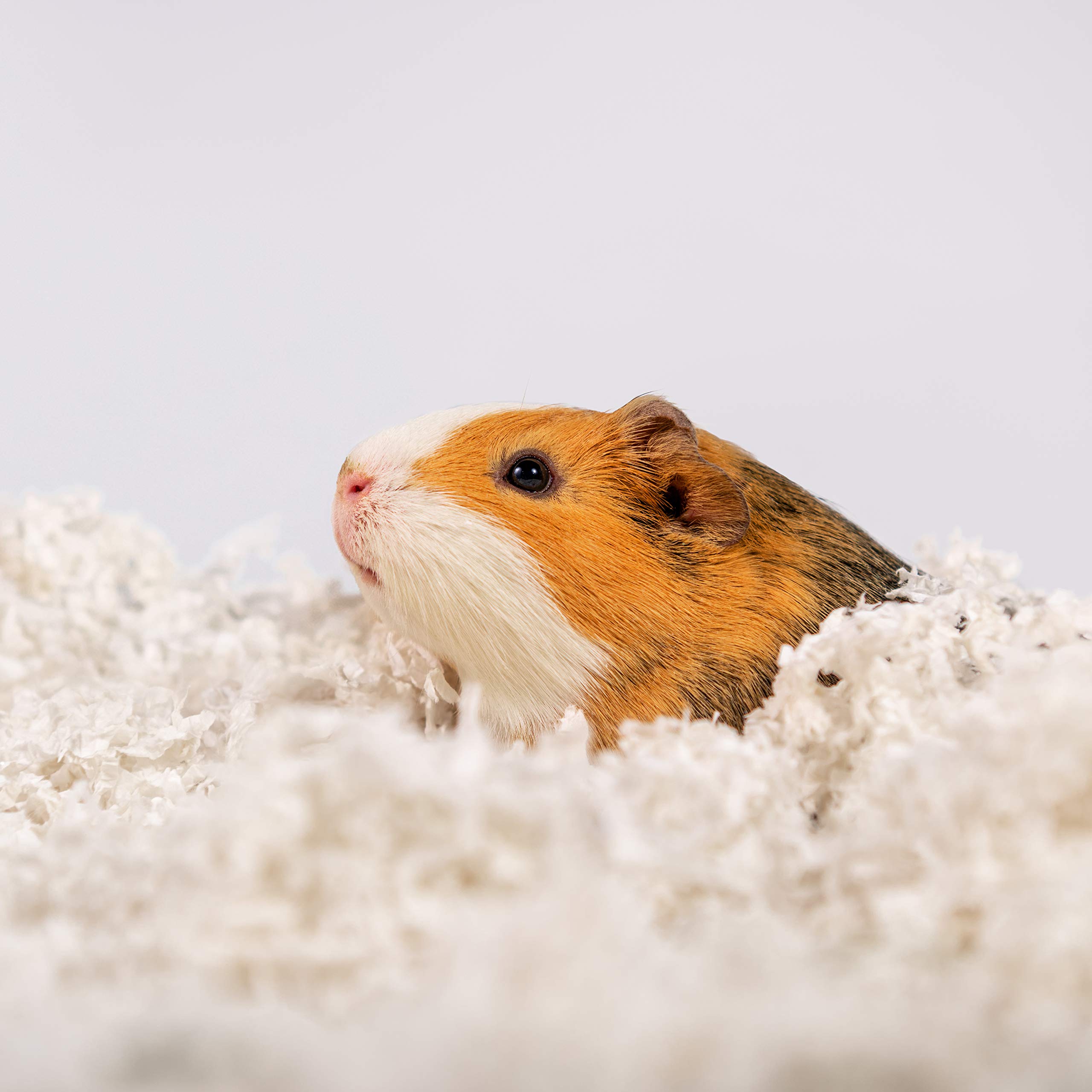 PETSPICK Uber Soft Paper Pet Bedding for Small Animals, White, 36L