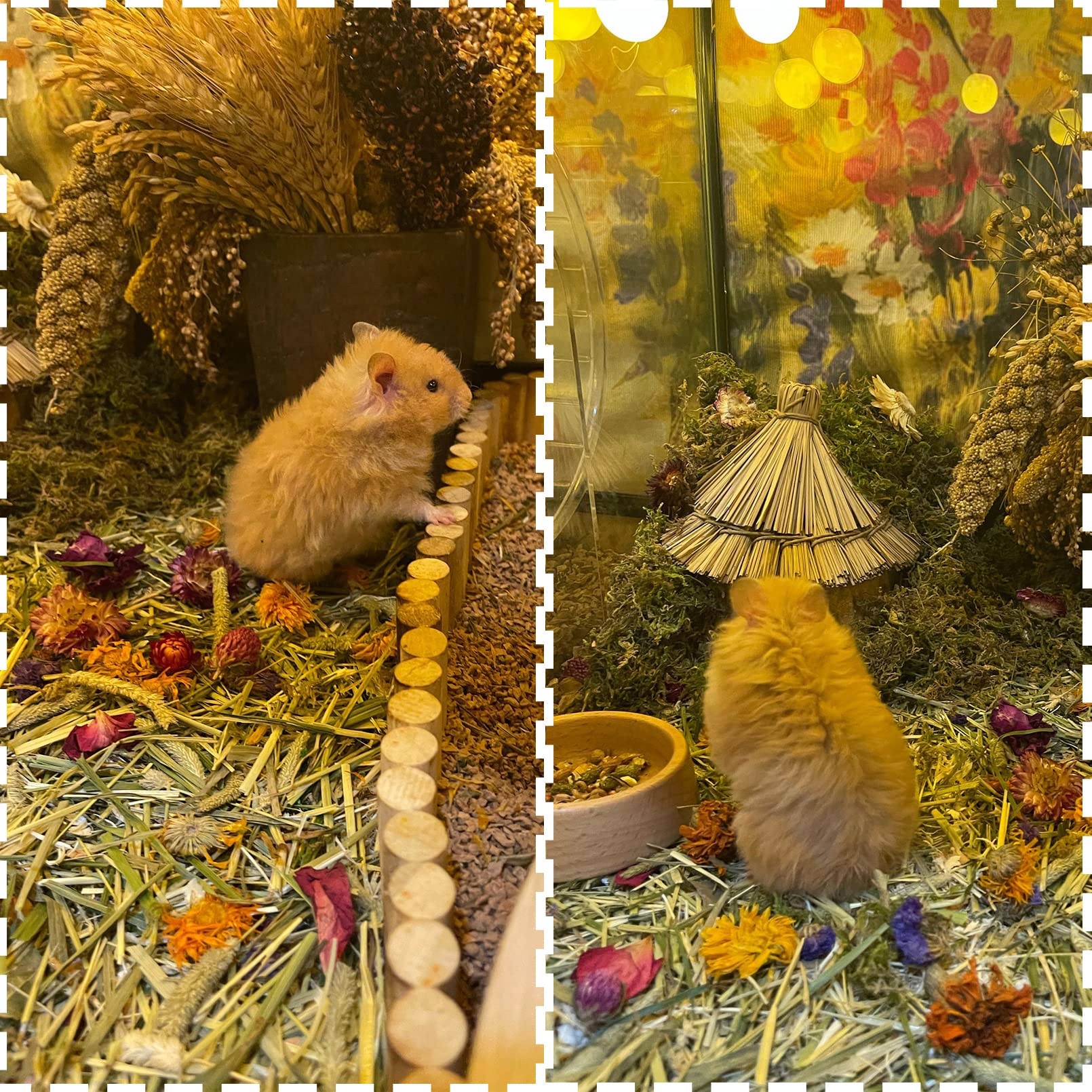 Tfwadmx Hamster Substrate Moss Natural Bedding Habitat Decor for Dwarf Syrian Hamsters Gerbils Mice Degus Bunny or Other Small Animal (Flower & Herb(A)(2PCS))