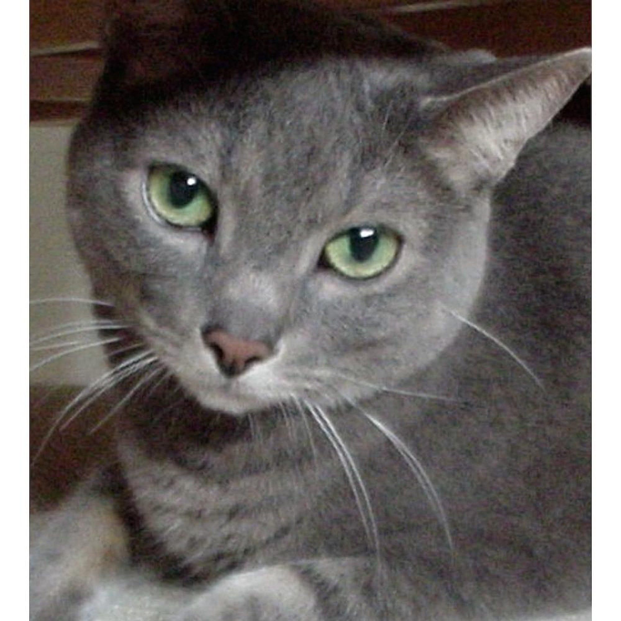 CafePress Gray Cat Russian Blue Mug Ceramic Coffee Mug, Tea Cup 11 oz