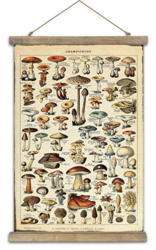 SHOXREM Vintage Poster,Rustic Art Prints, Retro Style of Wall Hanging for Living Room Office Classroom Bedroom Playroom Apartment Decor. (Botany of Mushroom 1Panels, 16“ x 24”)