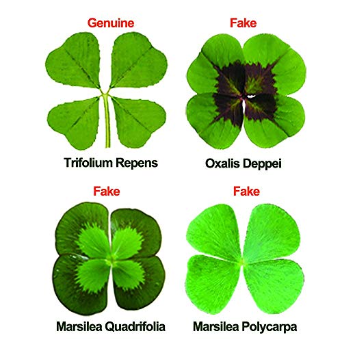 ARTMART Genuine Real Four-Leaf Green Clover St. Saint Patric's Day Bookmarks Irish Shamrock Good Luck Charm for Smartphone Wallet Case Amulet Purse Coating Gift Thanks Card M