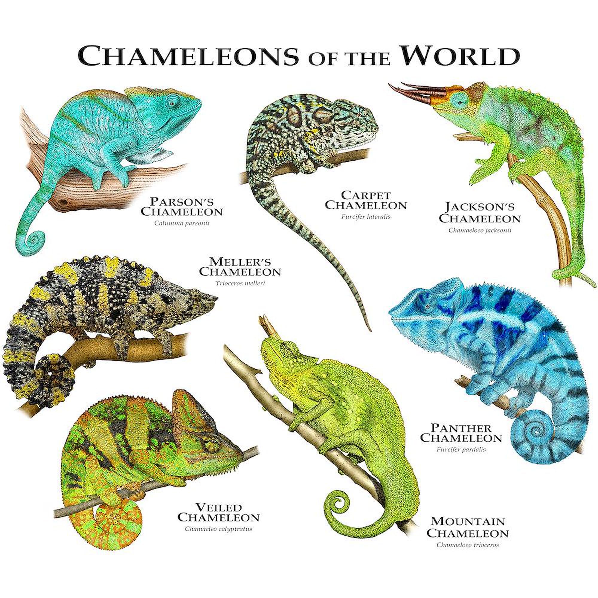 CafePress Chameleons Of The World Mug Ceramic Coffee Mug, Tea Cup 11 oz