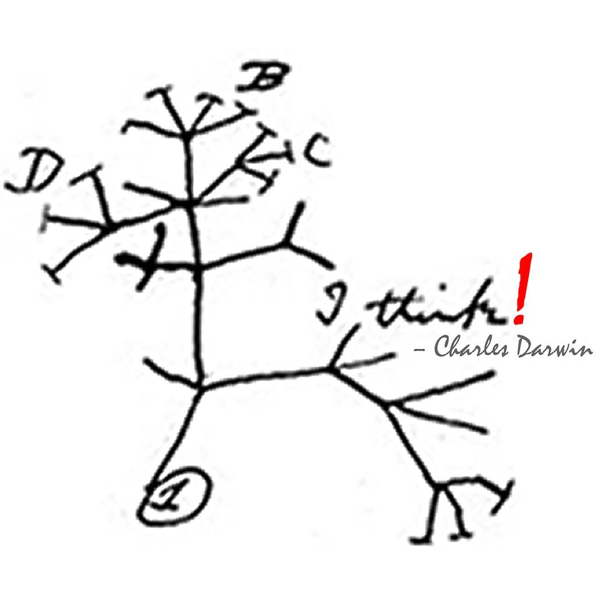 CafePress Darwin's Tree (I Think!) Ceramic Coffee Mug, Tea Cup 11 oz