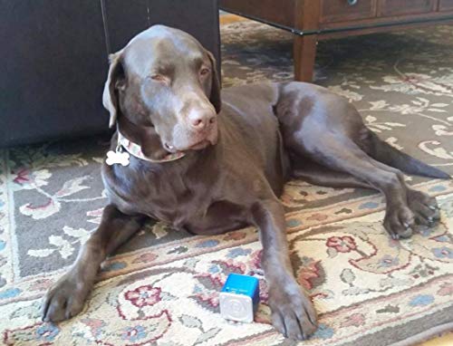 Pet Tunes Bluetooth Speaker Preloaded with Calming Canine Music