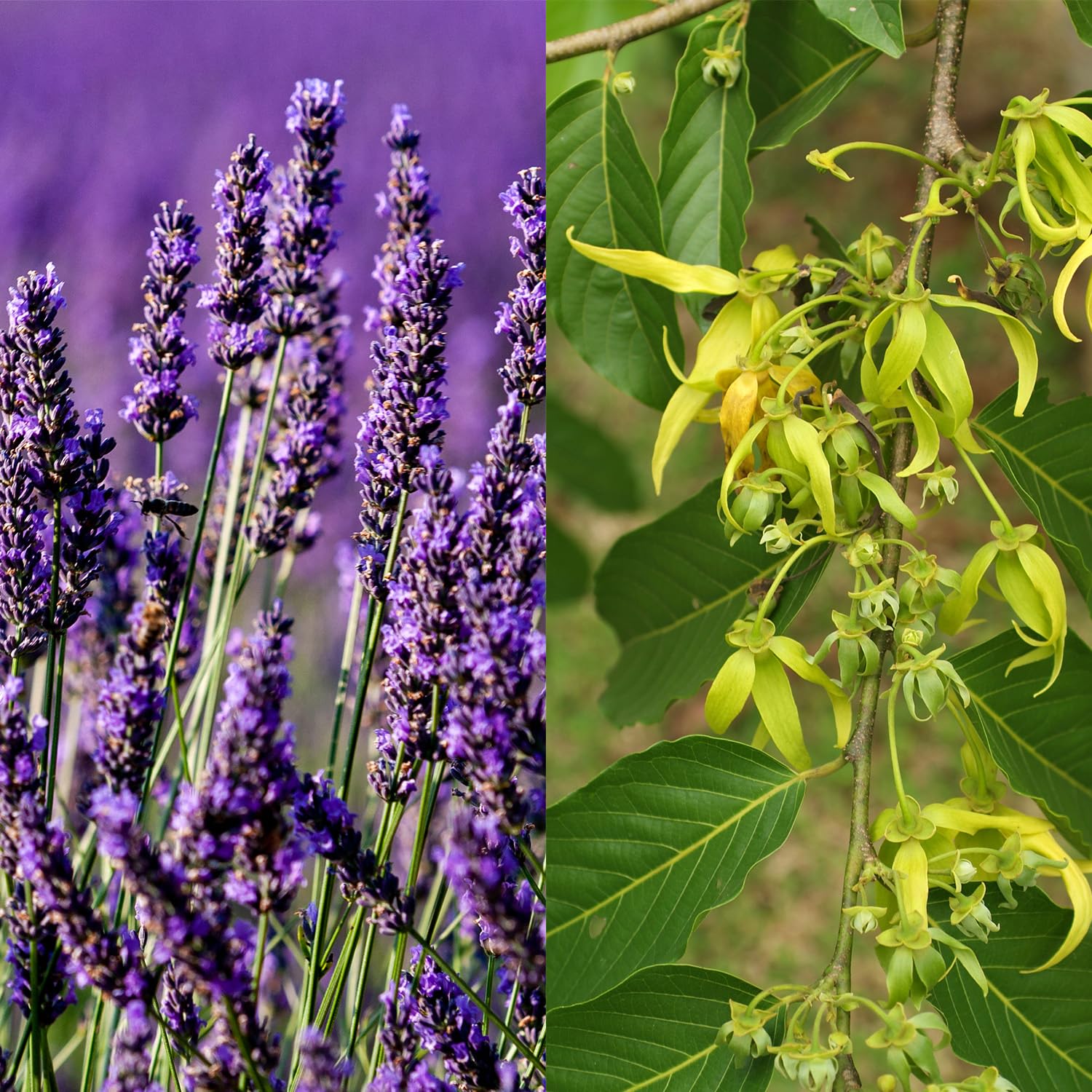 Seattle Sundries | Lavender & Ylang Ylang Natural Beeswax & Shea Butter 2x (1.15oz) Hand Made Solid Lotion Bars in tins- Moisturizes & Protects Dry Skin - for Women & Men, Work & Home.