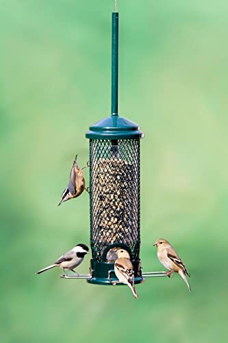 Squirrel Buster Mini Squirrel-proof Bird Feeder w/4 Metal Perches, 1.3lbs Seed Capacity, garden green