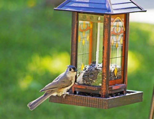 Wagner's 62028 Striped Sunflower Seed Wild Bird Food, 5-Pound Bag