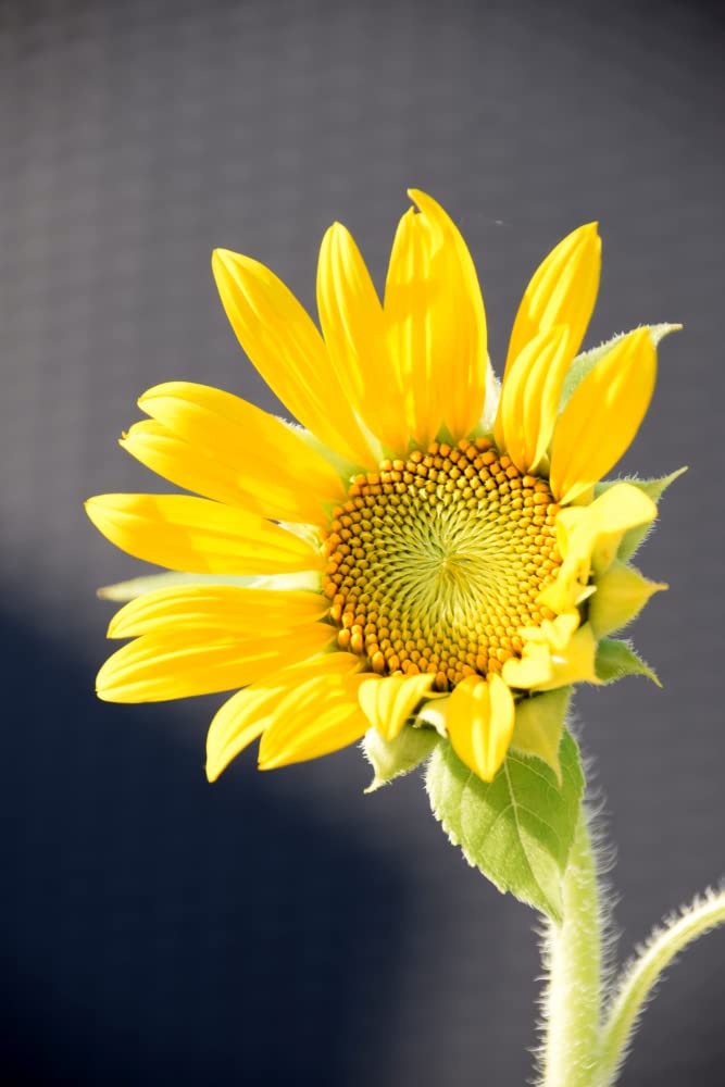 Dwarf Sunspot Sunflower Seeds for Planting, 25+ Flower Seeds Per Packet, (Isla's Garden Seeds), Non GMO & Heirloom Seeds, Botanical Name: Helianthus Annuus, Great Home Garden Gift