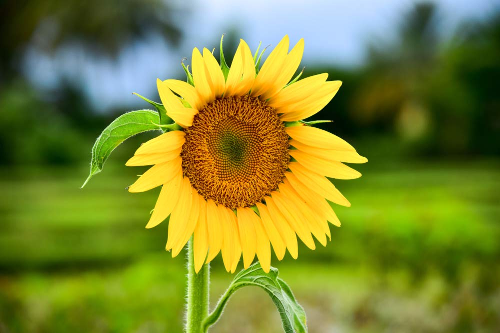Dwarf Sunspot Sunflower Seeds for Planting, 25+ Flower Seeds Per Packet, (Isla's Garden Seeds), Non GMO & Heirloom Seeds, Botanical Name: Helianthus Annuus, Great Home Garden Gift