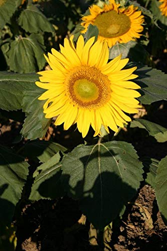 Dwarf Sunspot Sunflower Seeds for Planting, 25+ Flower Seeds Per Packet, (Isla's Garden Seeds), Non GMO & Heirloom Seeds, Botanical Name: Helianthus Annuus, Great Home Garden Gift