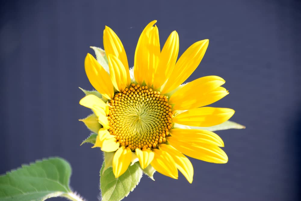 Dwarf Sunspot Sunflower Seeds for Planting, 25+ Flower Seeds Per Packet, (Isla's Garden Seeds), Non GMO & Heirloom Seeds, Botanical Name: Helianthus Annuus, Great Home Garden Gift