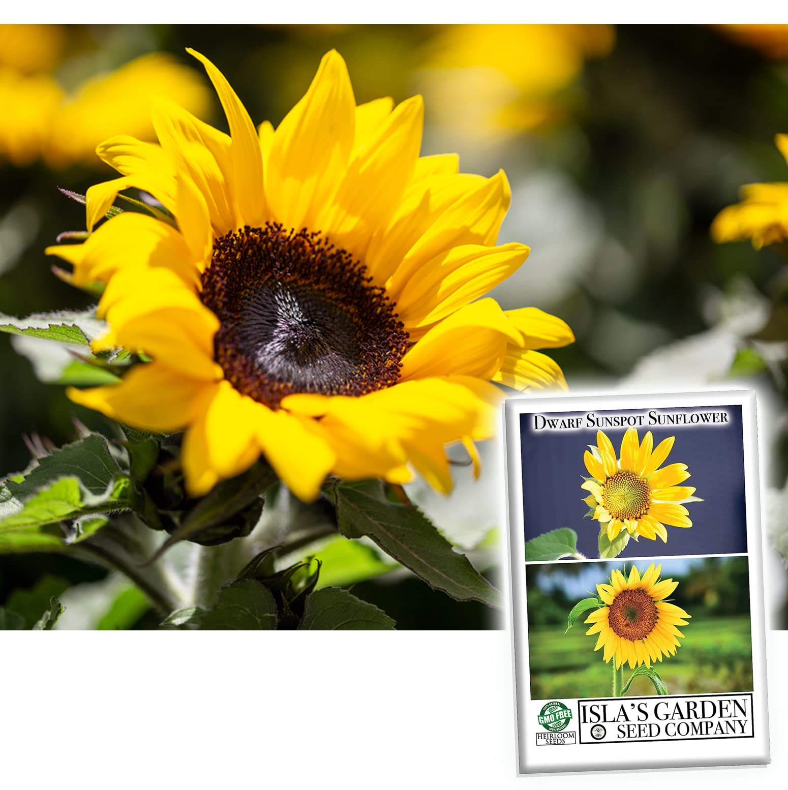 Dwarf Sunspot Sunflower Seeds for Planting, 25+ Flower Seeds Per Packet, (Isla's Garden Seeds), Non GMO & Heirloom Seeds, Botanical Name: Helianthus Annuus, Great Home Garden Gift
