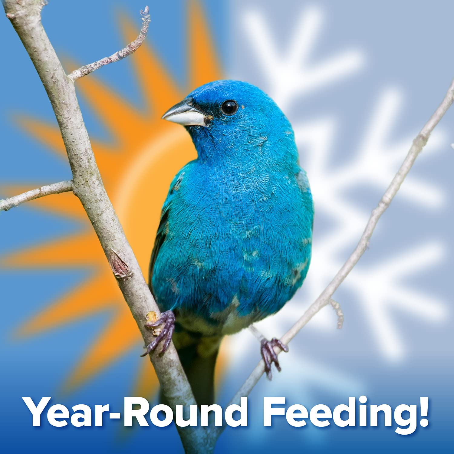 Blue Seal White Safflower Wild Bird Seed | High in Fats and Protein | Attracts Variety of Birds | 4 Pound Bag