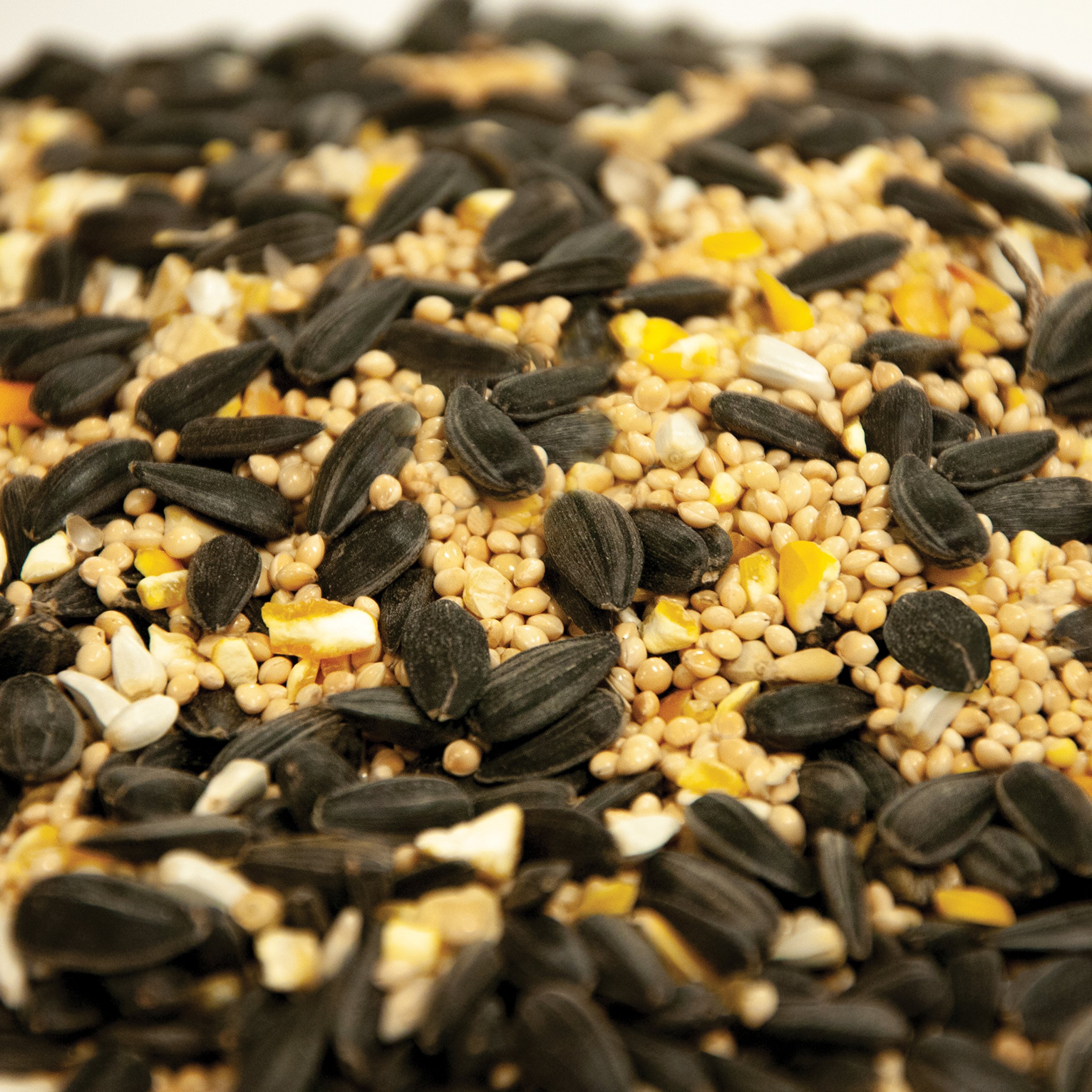 Martha Stewart MTS-PRMBRDSD 5-Pound Premium Song Blend Bird Seed, Clear