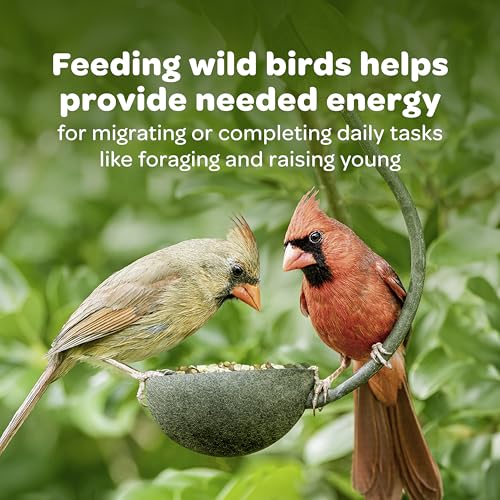 Kaytee Wild Bird Seed & Mealworm Seed Cake Food For Bluebirds, Chickadees, Woodpeckers and More, 1.4 Pound