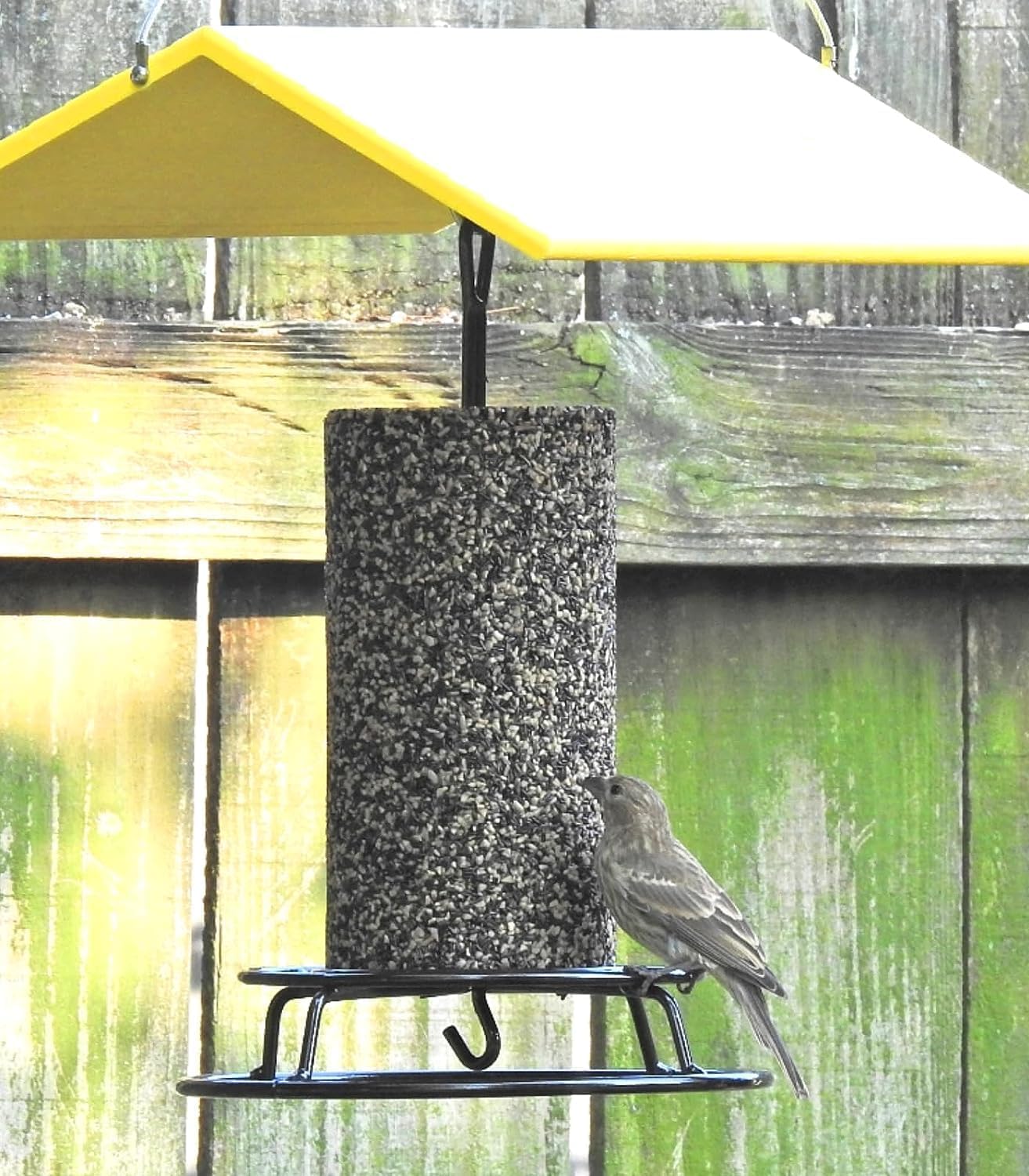 JCs Wildlife Finch Favorite Premium Bird Seed Small Cylinder (1 Cylinder)