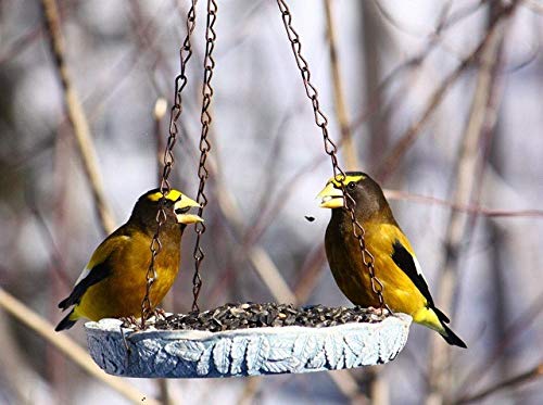 PRDSeed Black Oil Sunflower Seeds for Birds - Premium Bird Seed Mix, Ideal for Chickens & Wild Birds, Bird Sunflower Seed (10lbs)