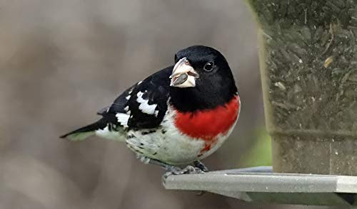 PRDSeed Black Oil Sunflower Seeds for Birds - Premium Bird Seed Mix, Ideal for Chickens & Wild Birds, Bird Sunflower Seed (10lbs)