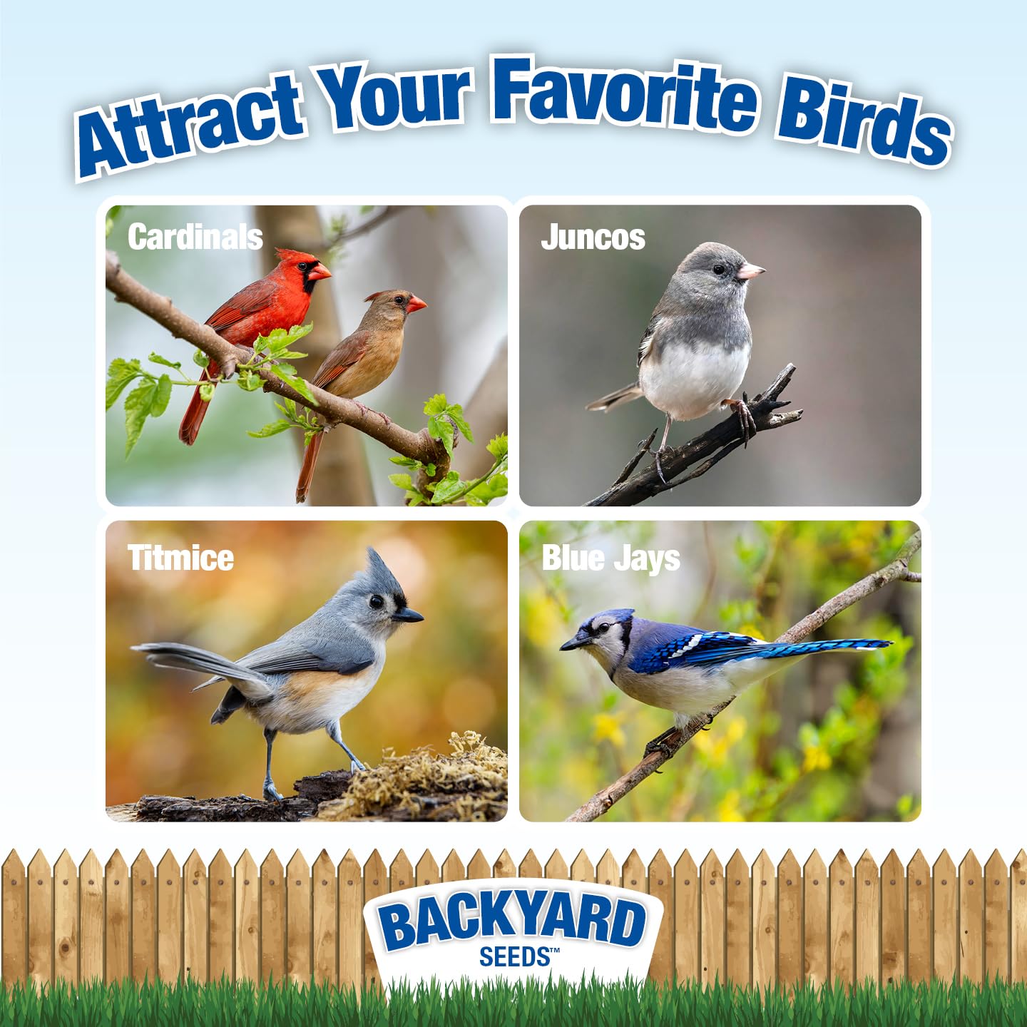 Backyard Seeds Coarse Sunflower Hearts Bird Seed 10 Pounds