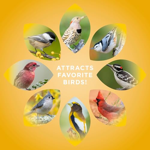 Audubon Park 10427 11286 Black Oil Sunflower Seed Wild Bird Food, 20 lb