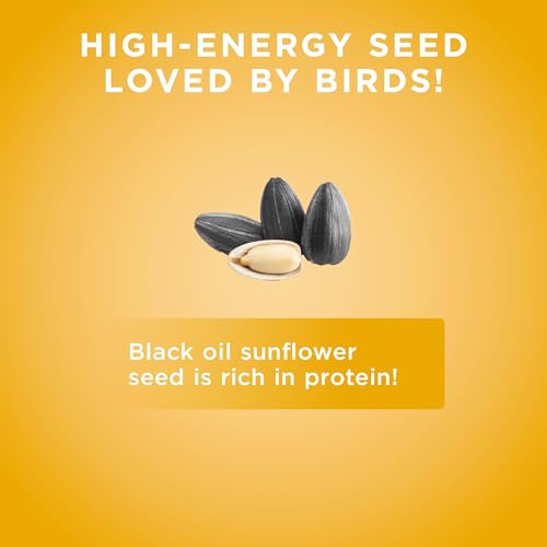 Audubon Park 10427 11286 Black Oil Sunflower Seed Wild Bird Food, 20 lb