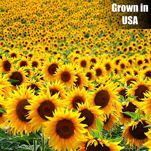 Old Potters Wildlife Striped Sunflower Seeds 3 lbs for Birds and Wildlife, Non-GMO & USA Grown, Attracts Birds (3 Pounds)