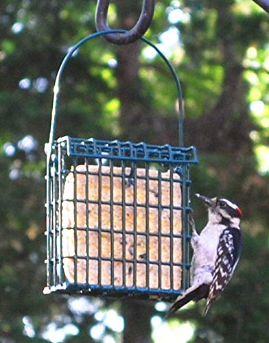Wildlife Sciences Suet Cake Variety 12 Pack of Suet Cakes | 10.5 oz Suet Cakes for Wild Birds (12 Pack Sunflower)