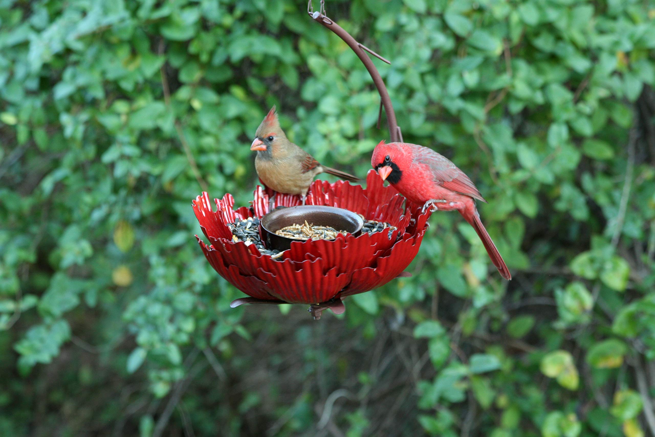 Desert Steel Coral Sunset Peony Hanging Feeder - (Orange - 9”W x 11.5”H) - Loose Seed Metal Birdfeeder