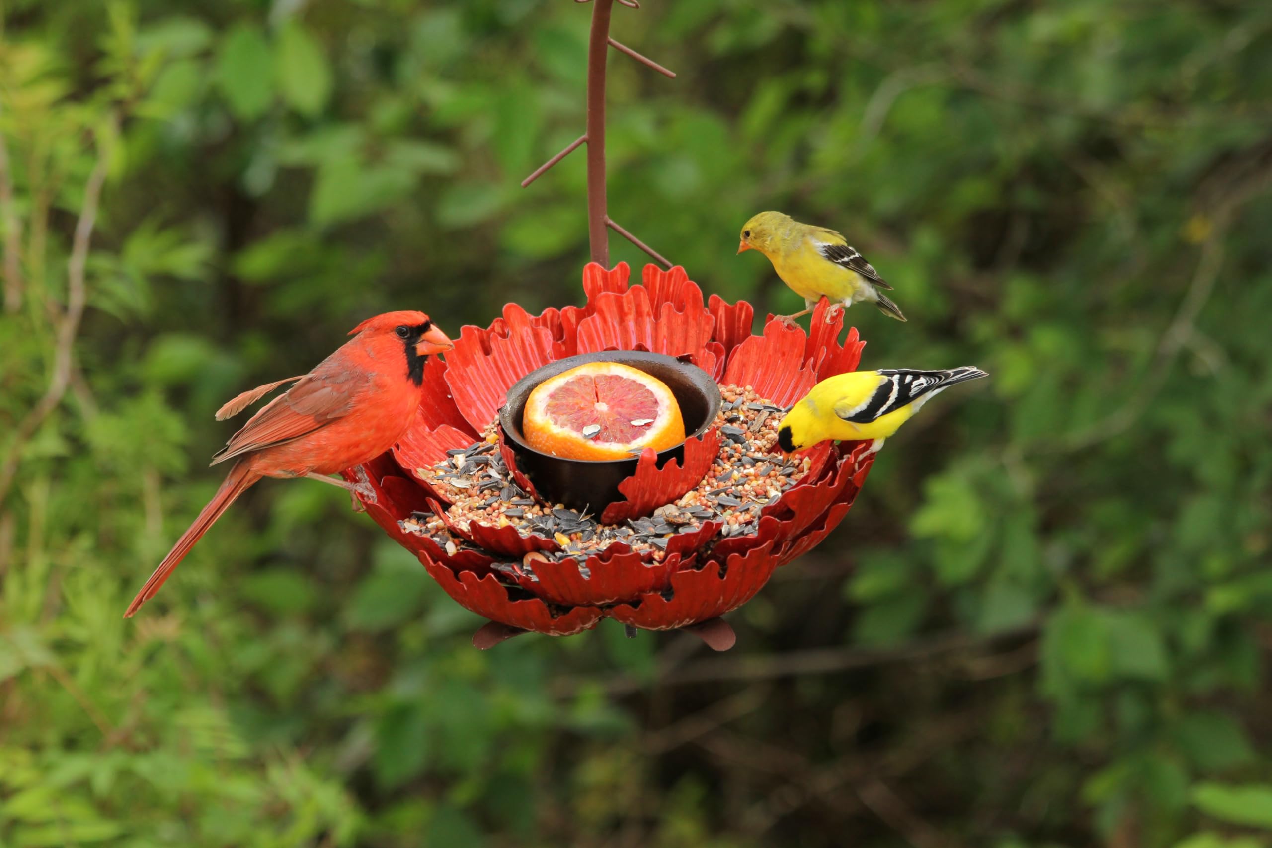 Desert Steel Coral Sunset Peony Hanging Feeder - (Orange - 9”W x 11.5”H) - Loose Seed Metal Birdfeeder