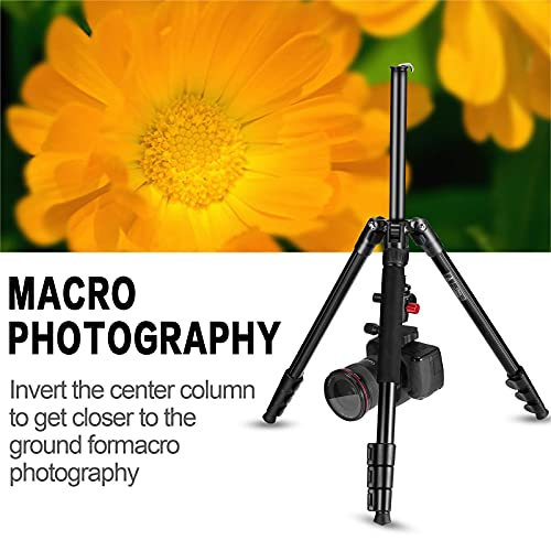 ZIKZOK Professional 62" DSLR Tripod Camera Tripods with Phone Holder for Travel, Super Lightweight and Reliable Stability, Ball Head Tripod Detachable Monopod with Carry Bag (Black)