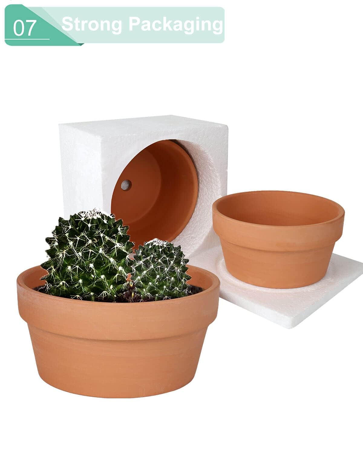 vensovo 8 Inch Terracotta Shallow Succulent Pot - 2 Pack Large Terra Cotta Clay Pot with Saucer, Cacuts Indoor and Outdoor Planters with Drainage Hole