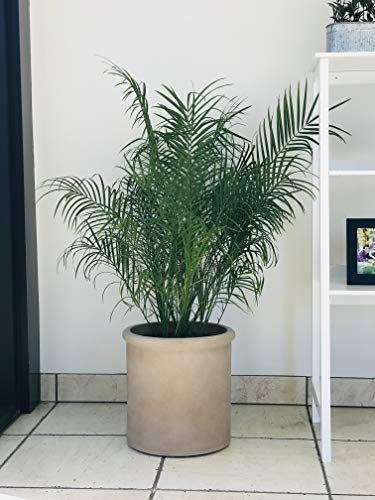 Kante Large Concrete Round Classic Planter for Outdoor, Desert Sand 13.8" x 13.8" x 13.8"
