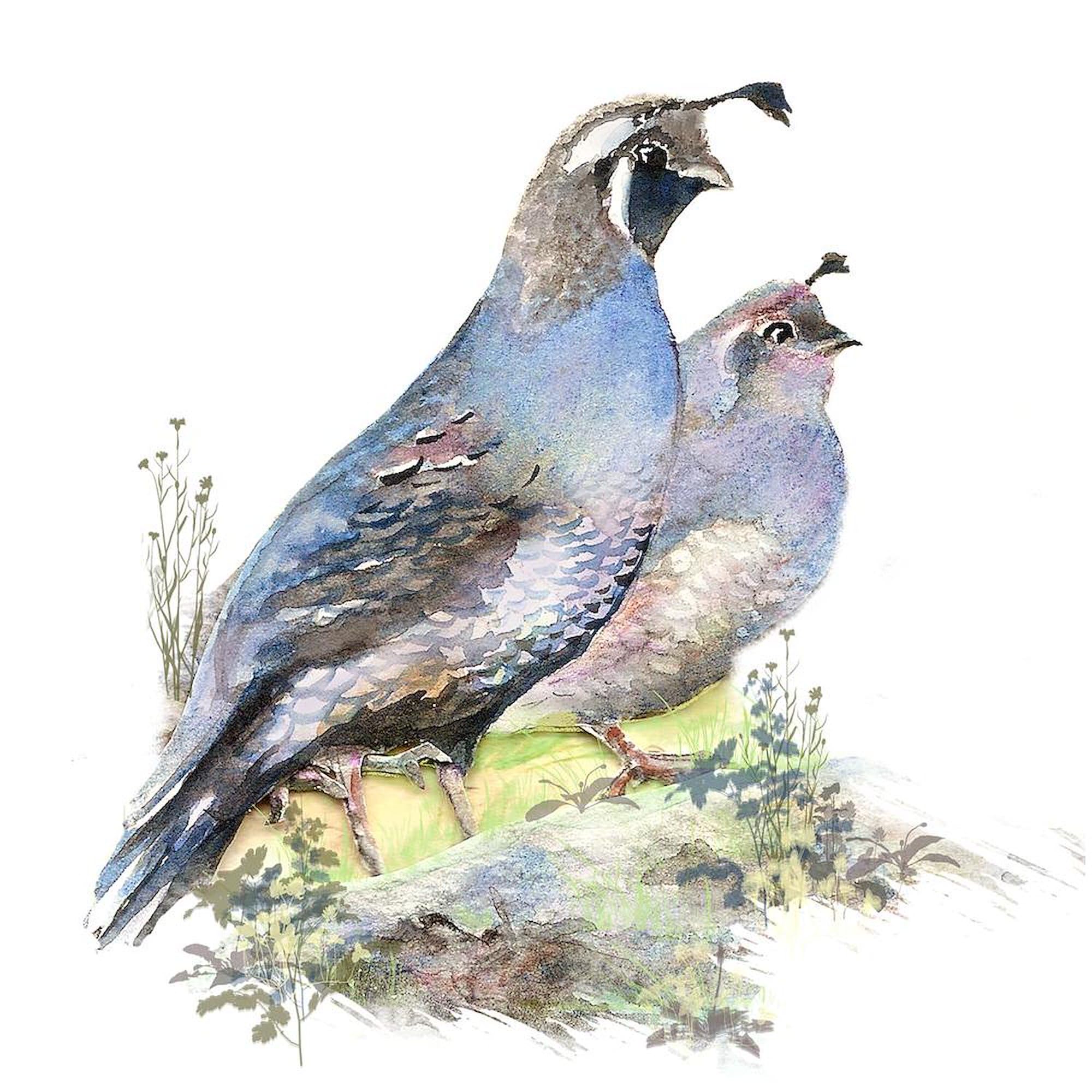 CafePress Watercolor California Quail Bird Mug Ceramic Coffee Mug, Tea Cup 11 oz