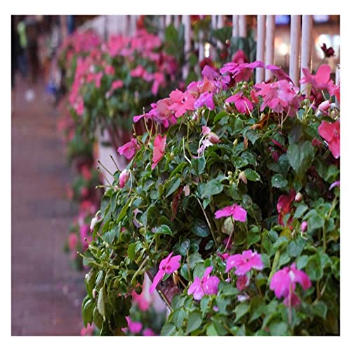 DYOSEN Digital Camera NEX-3N Mirrorless Digital Camera 16.1 MP Exmor APS-C Sensor Full HD Movie Shooting Digital Camera Photography (Color : W)