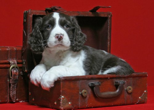 Shoot Your Dog with a Digital Camera Secrets of a Pet Photographer