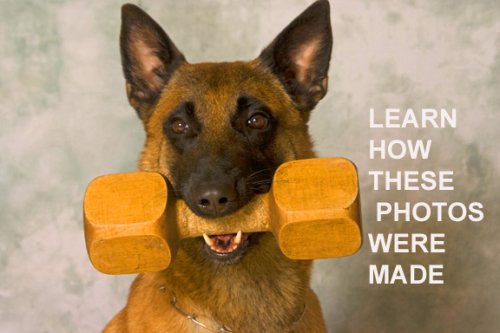 Shoot Your Dog with a Digital Camera Secrets of a Pet Photographer